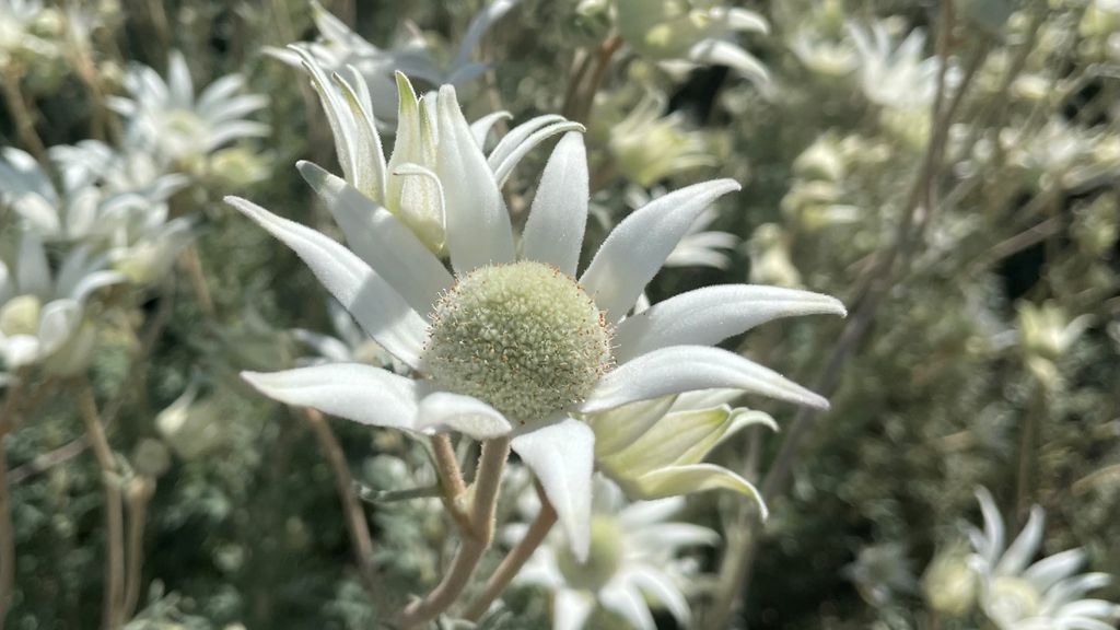 Wild flannel flowers create eye-catching sight in huge display near ...