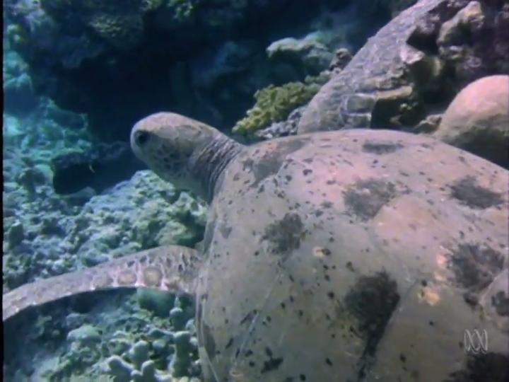 Our Animals: Talking about turtles - ABC Education