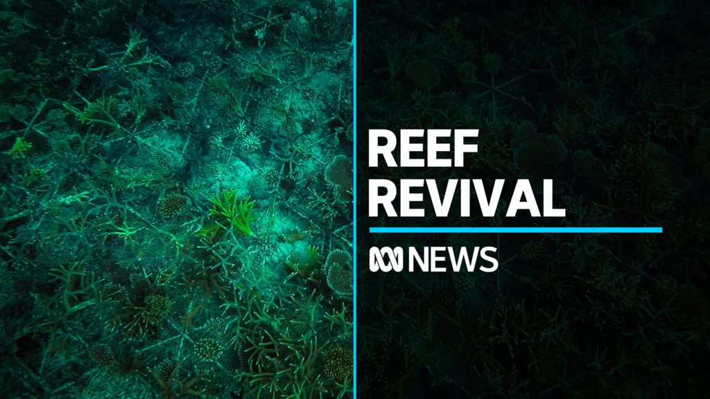 Coral rubble fields regenerating within two years on Great Barrier Reef ...
