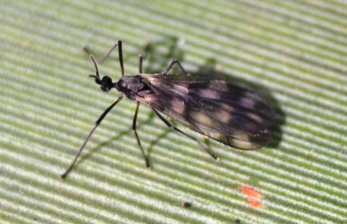 CSIRO researcher Keith Bayless talks about the species of fly you'll ...