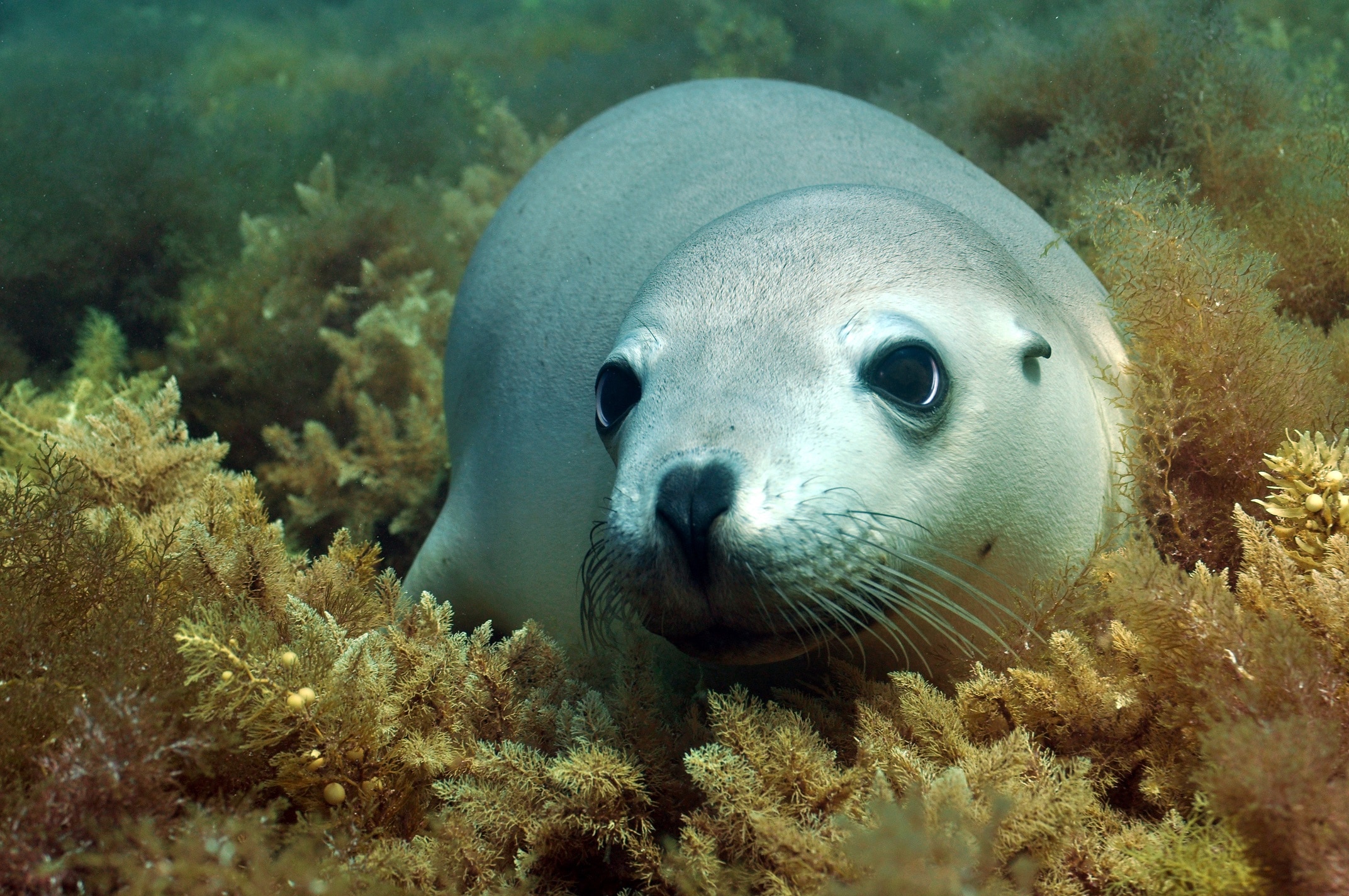 Scientists unveil mass online mapping tool revealing marine life on ...