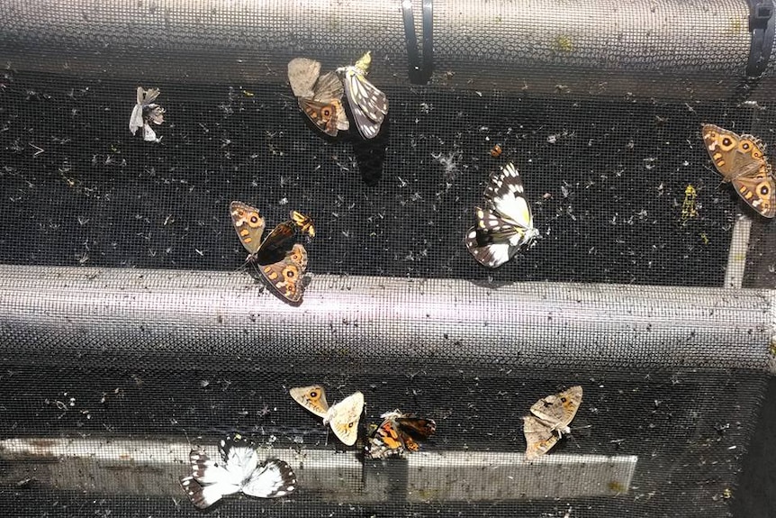 Why are there so many butterflies in Brisbane? - ABC News Why are there so many butterflies in Brisbane? - ABC News