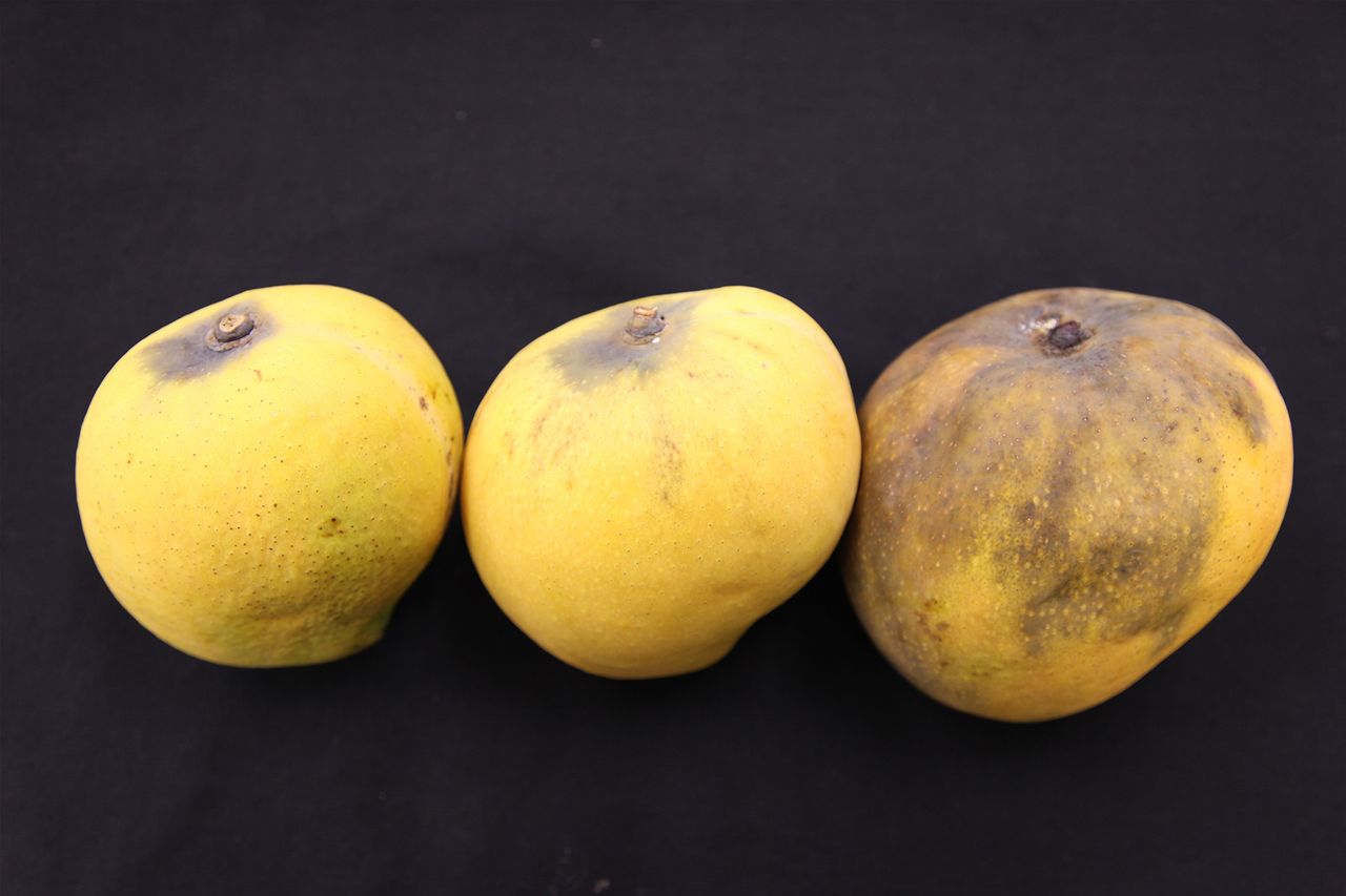 Tips on how to prevent stem-end rot and other nasty mango diseases ...