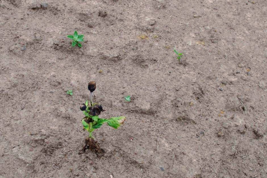 Tasmanian researchers develop DNA poppy seed test to identify systemic ...