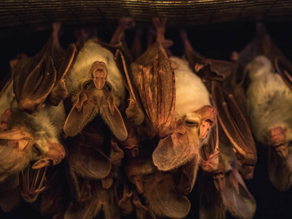 Endangered ghost bats still fighting for survival 30 years after major ...