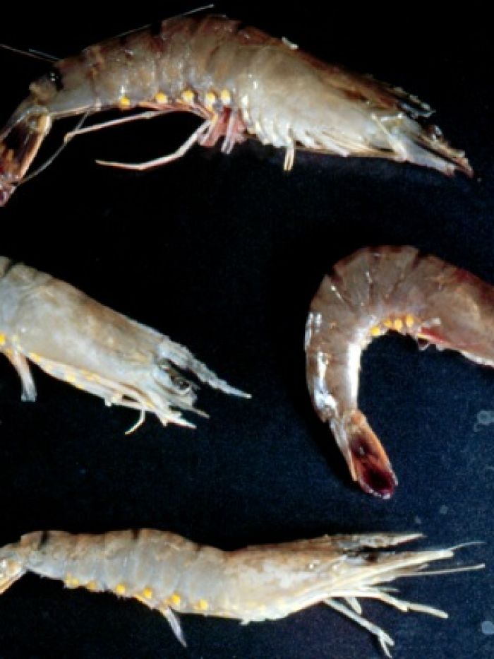 Yamba prawn farmers eradicate stock as white spot disease is detected ...