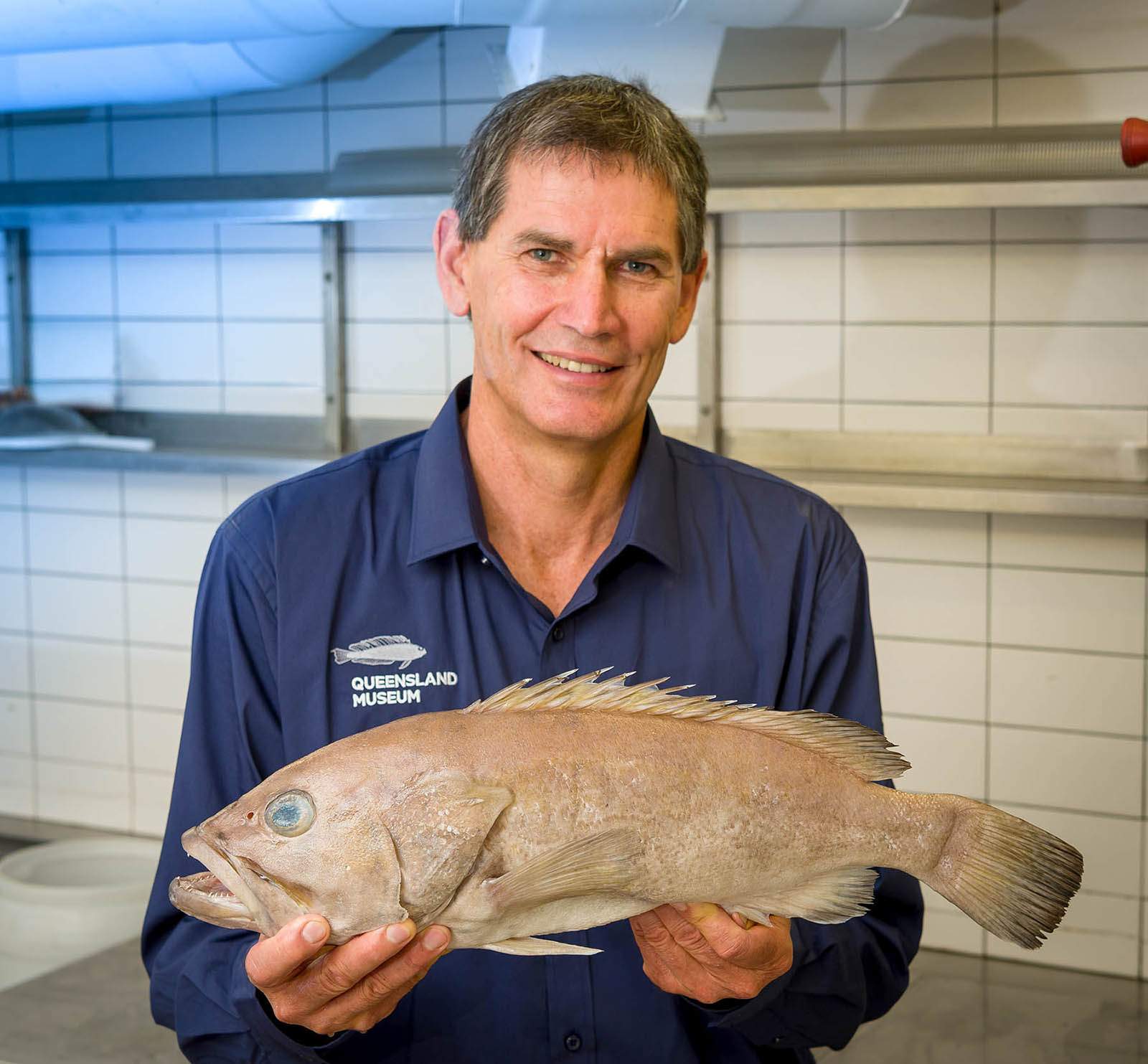 New grouper fish species found at market, Queensland Museum says - ABC News