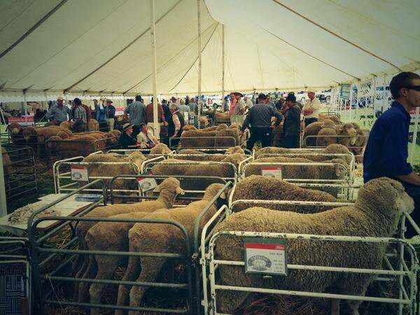 Quality Merinos on show at Stud Merino Expo - ABC News