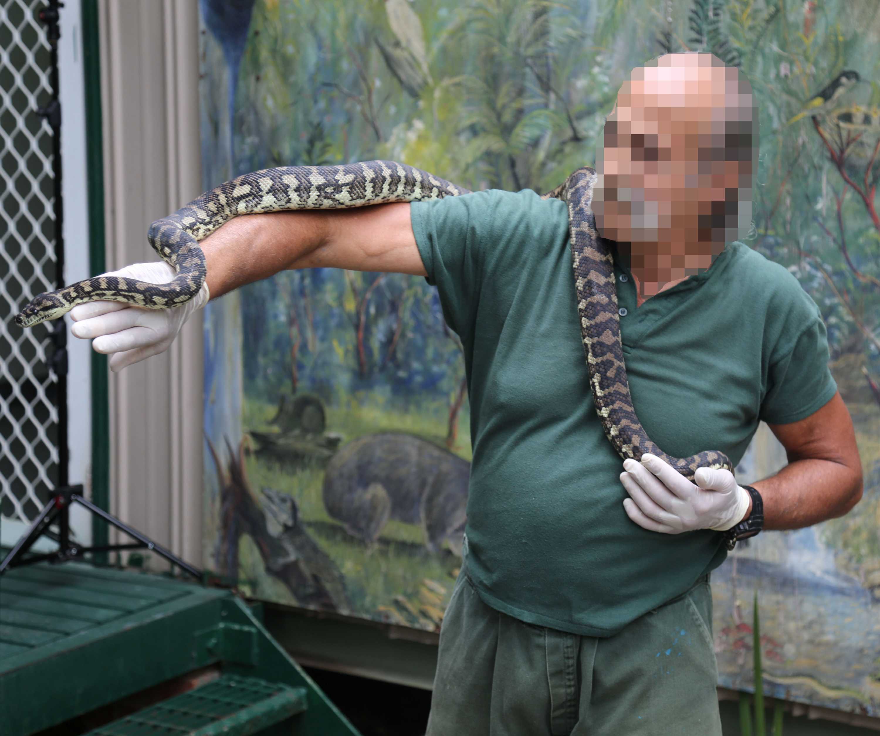 Ice-addicted python just one of hundreds of animals in prison ...