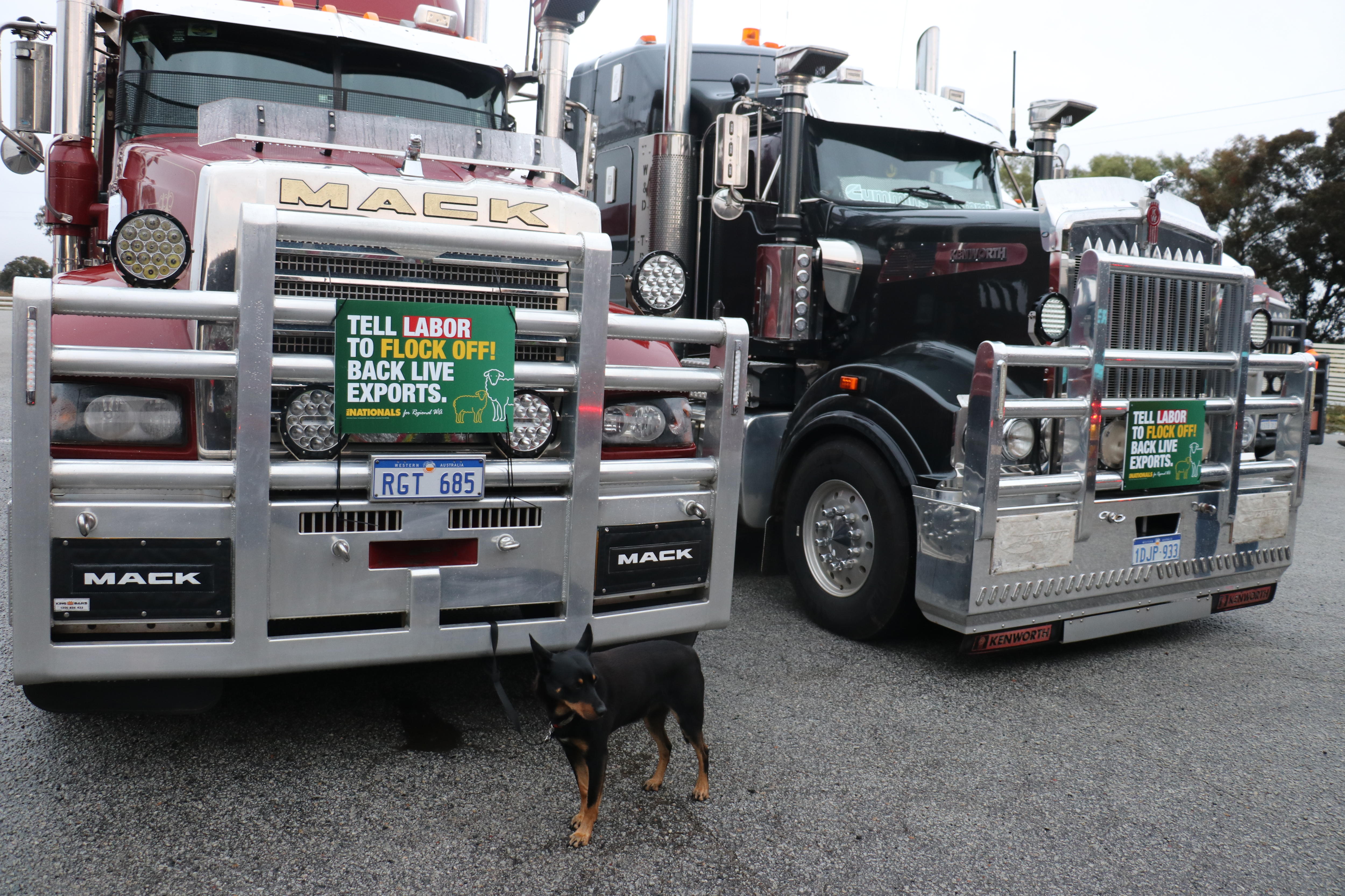 Hundreds of farmers swarm Perth roads with trucks to protest Albanese ...