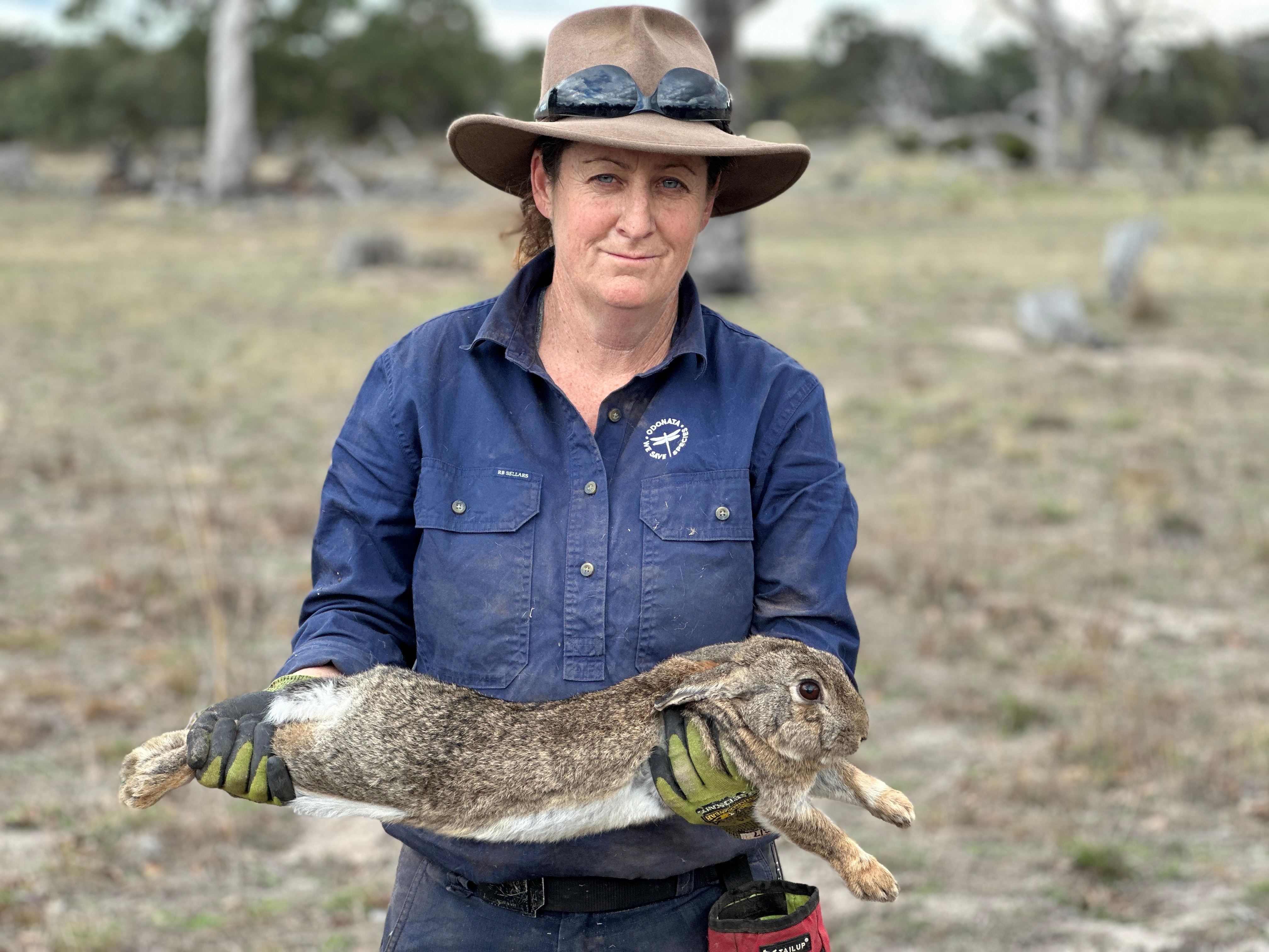 Scientists target rabbit fertility in radical new pest-control plan ...