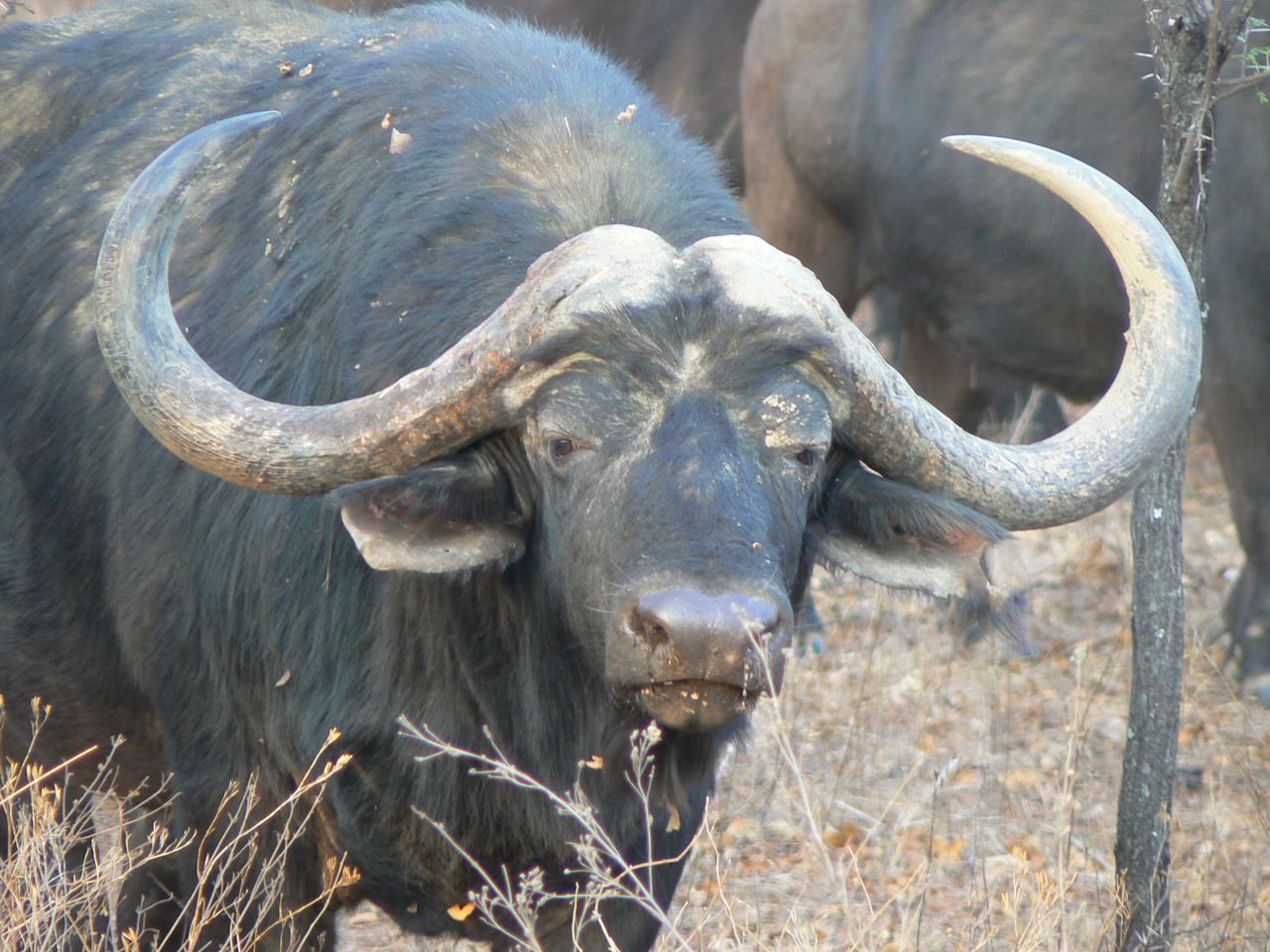 Cape buffalo - one of Africa's Big 5 - ABC News