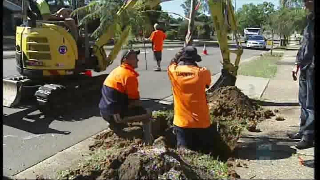 New tree planting program - ABC News