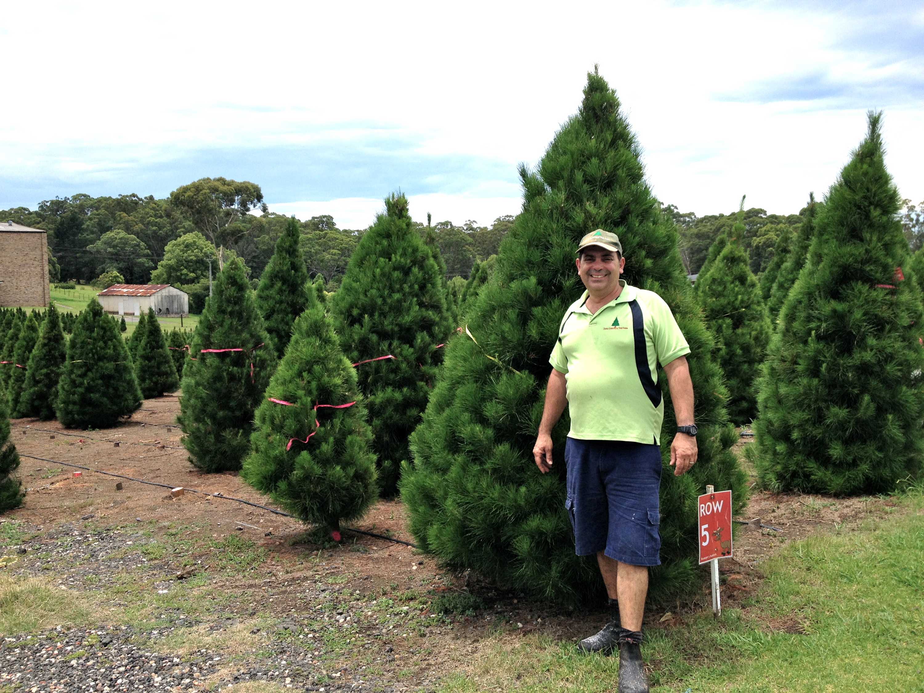 Business booms for Sydney Christmas tree farms as demand grows for ...