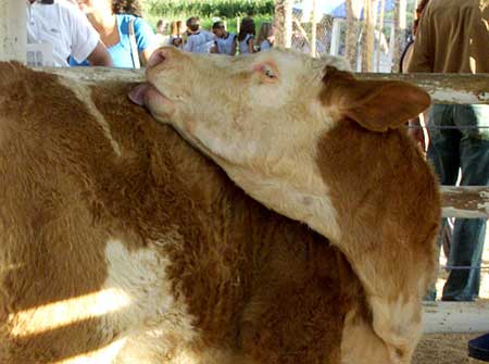 Cloned cow success in Thailand - ABC News