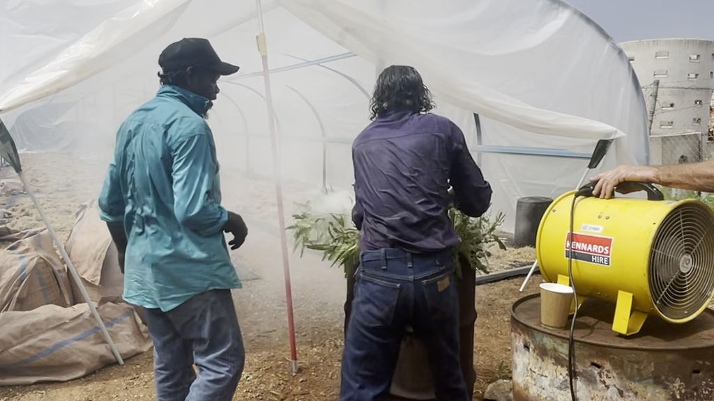 Kimberley seed smoking trial underway to help rehabilitate Argyle ...