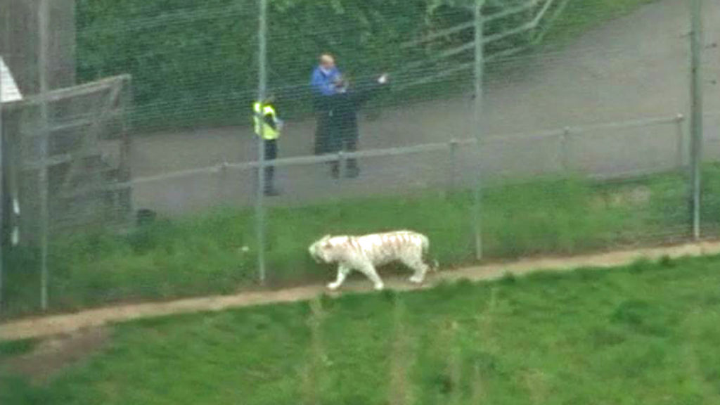 Tiger mauls female zookeeper at UK zoo - ABC News