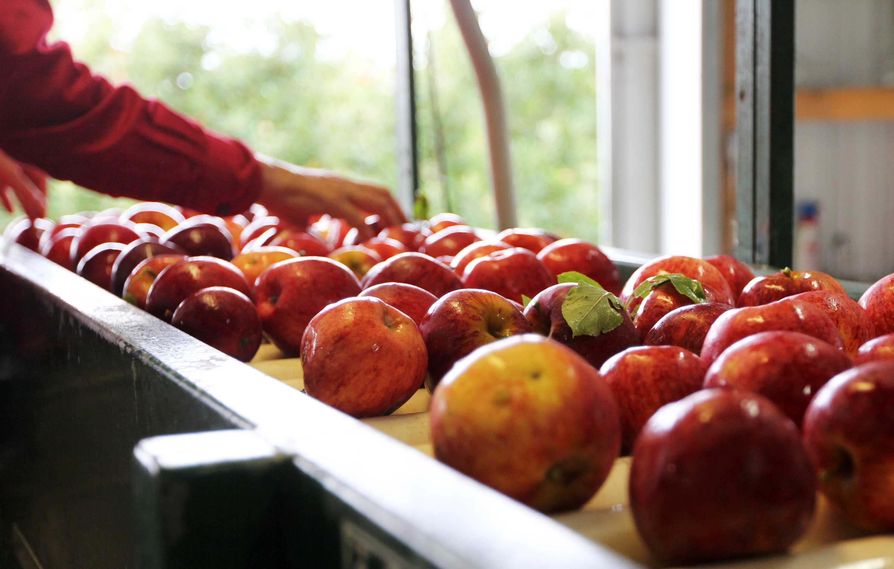 As Australia's apple orchards drop away, two farms transform to survive ...