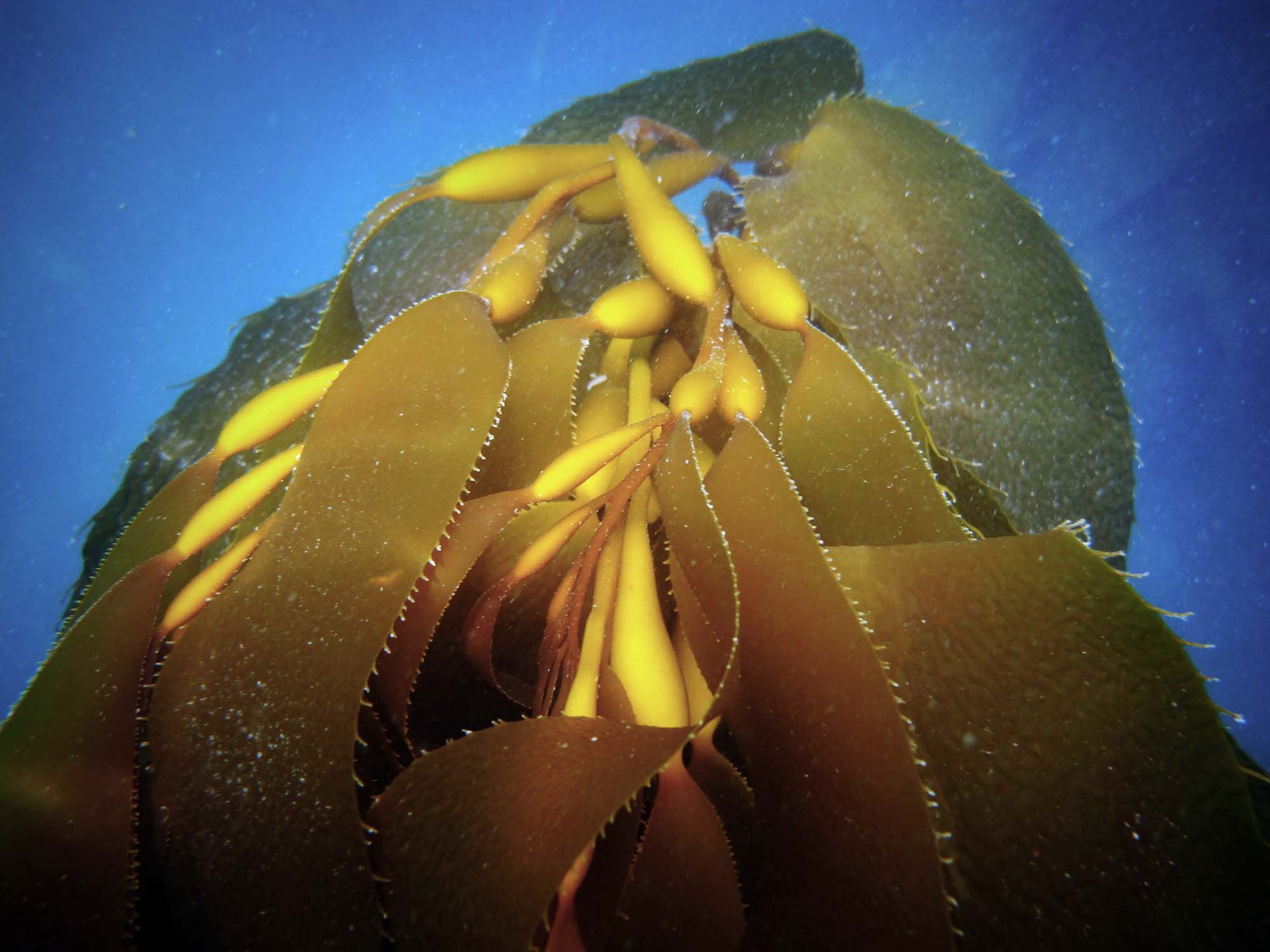 Modified bugs turn seaweed into biofuel - ABC News