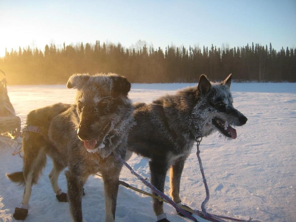 Iditarod dog sled dreams alive for Queensland's Christian Turner - ABC News