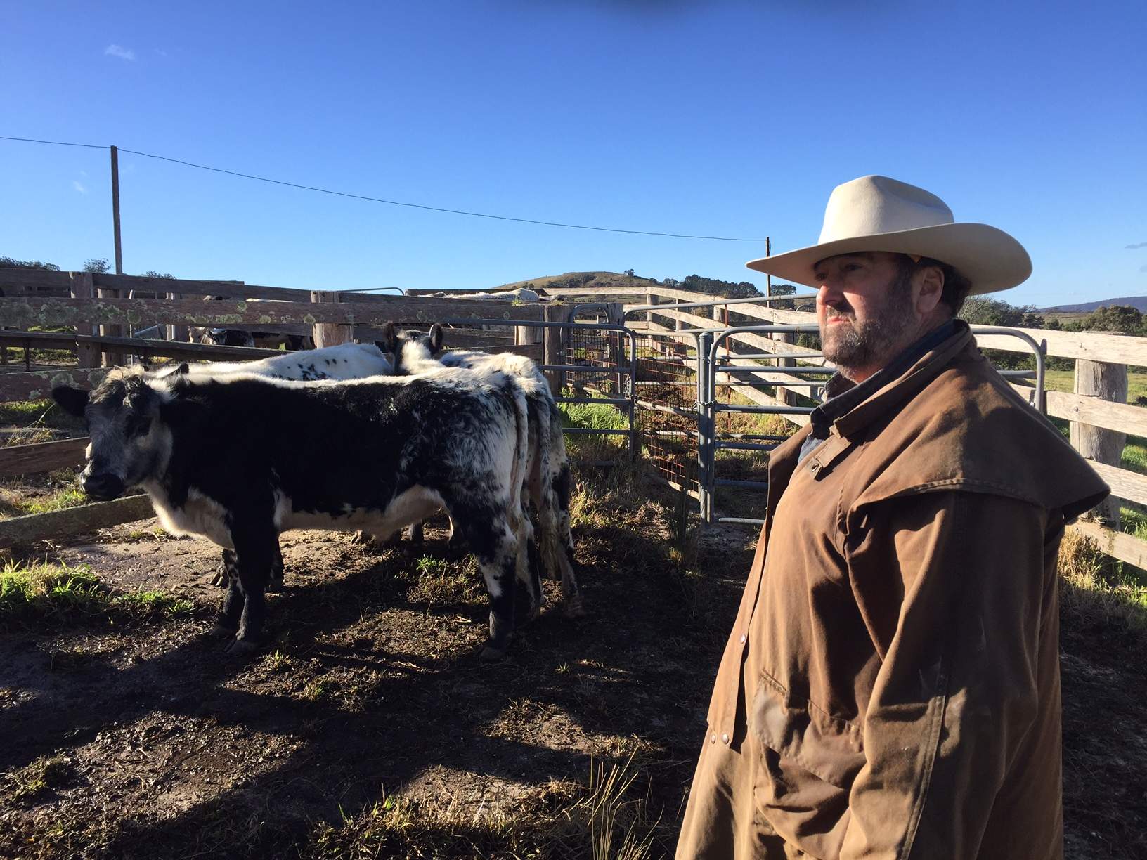 New Speckle Park breed of cattle bringing beauty and big yields for ...