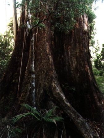 The Guynah Tree - ABC listen