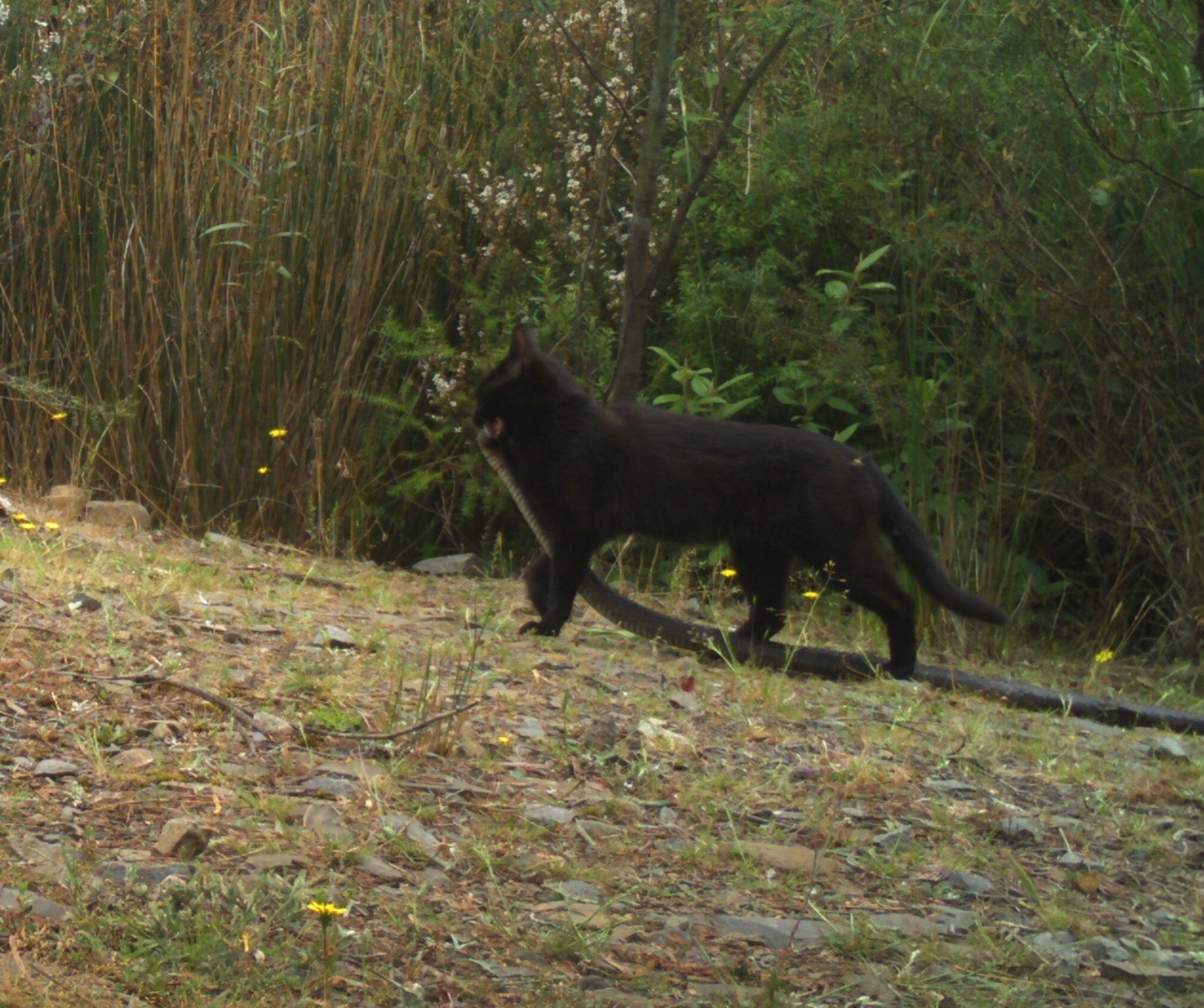 Camera picks up feral cat who became 'specialised' at hunting tiger ...