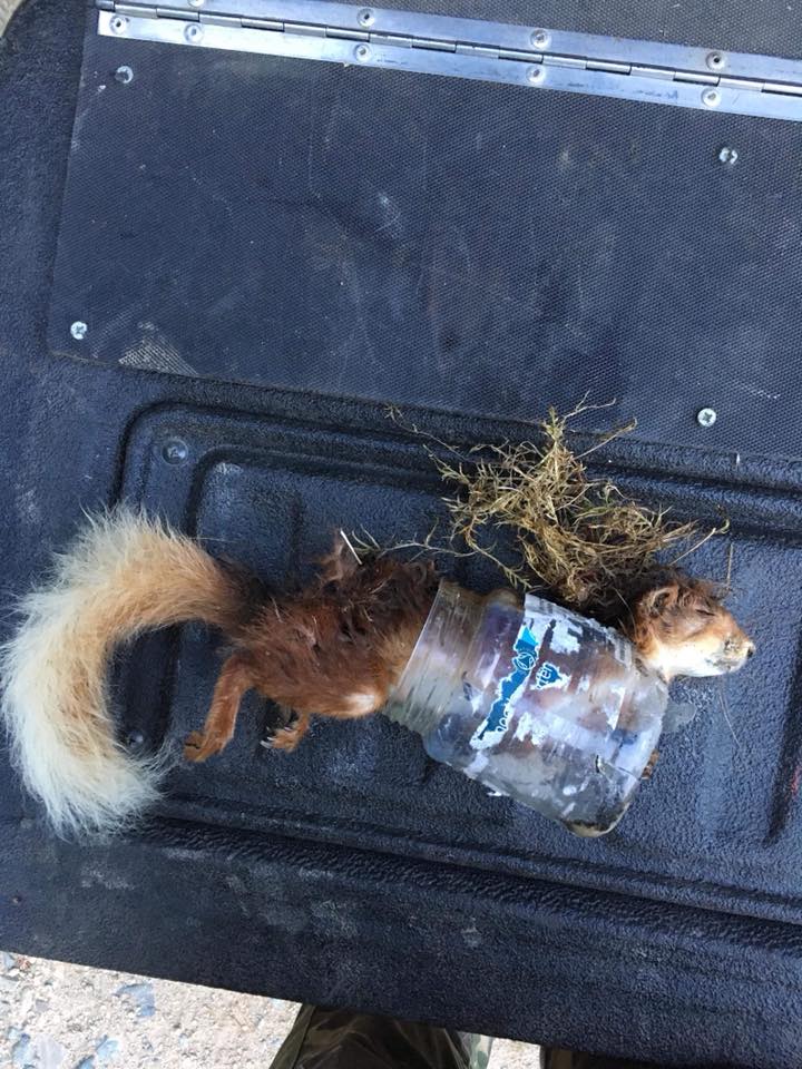 Red squirrel strangled by plastic jar sparks plea from Scottish ...