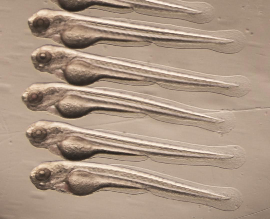 Stem cell discovery: Australian scientists make significant find while ...