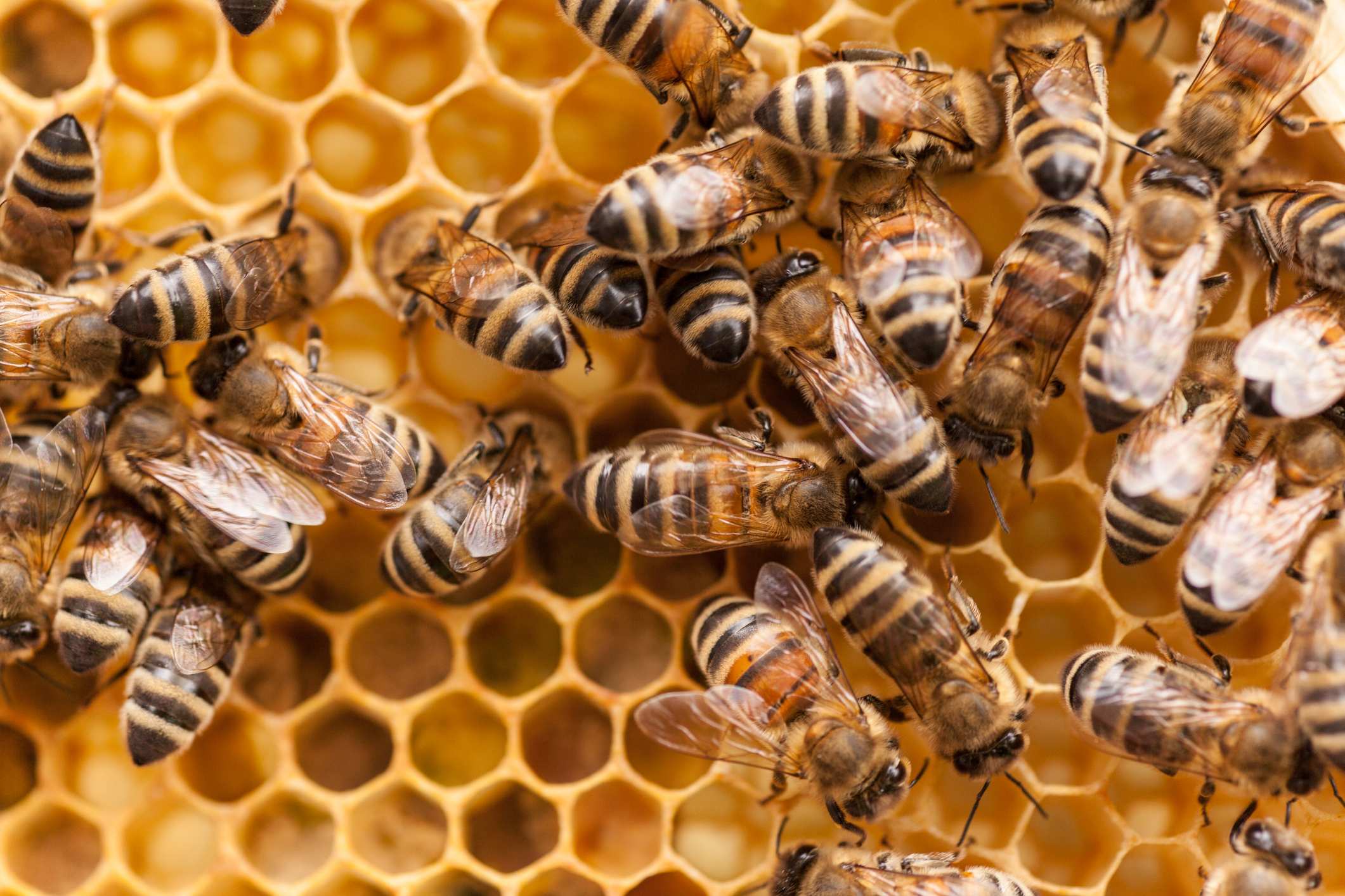 High drama in the lives of honey bees - ABC listen