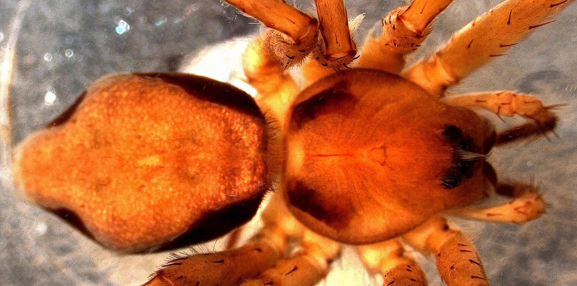 Mick Fanning honoured with new water spider species named after him ...