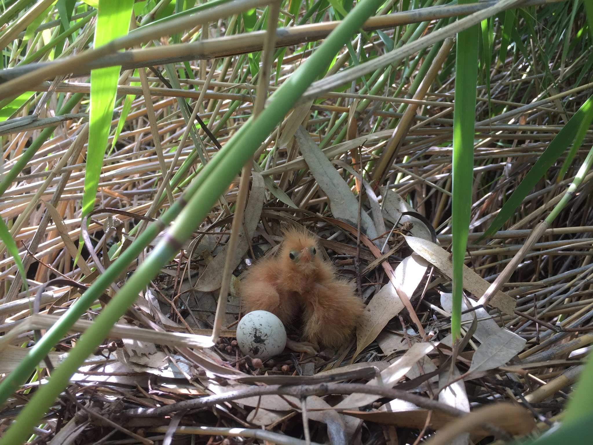 Environmental water flow reaches wetland triggering big breeding event ...