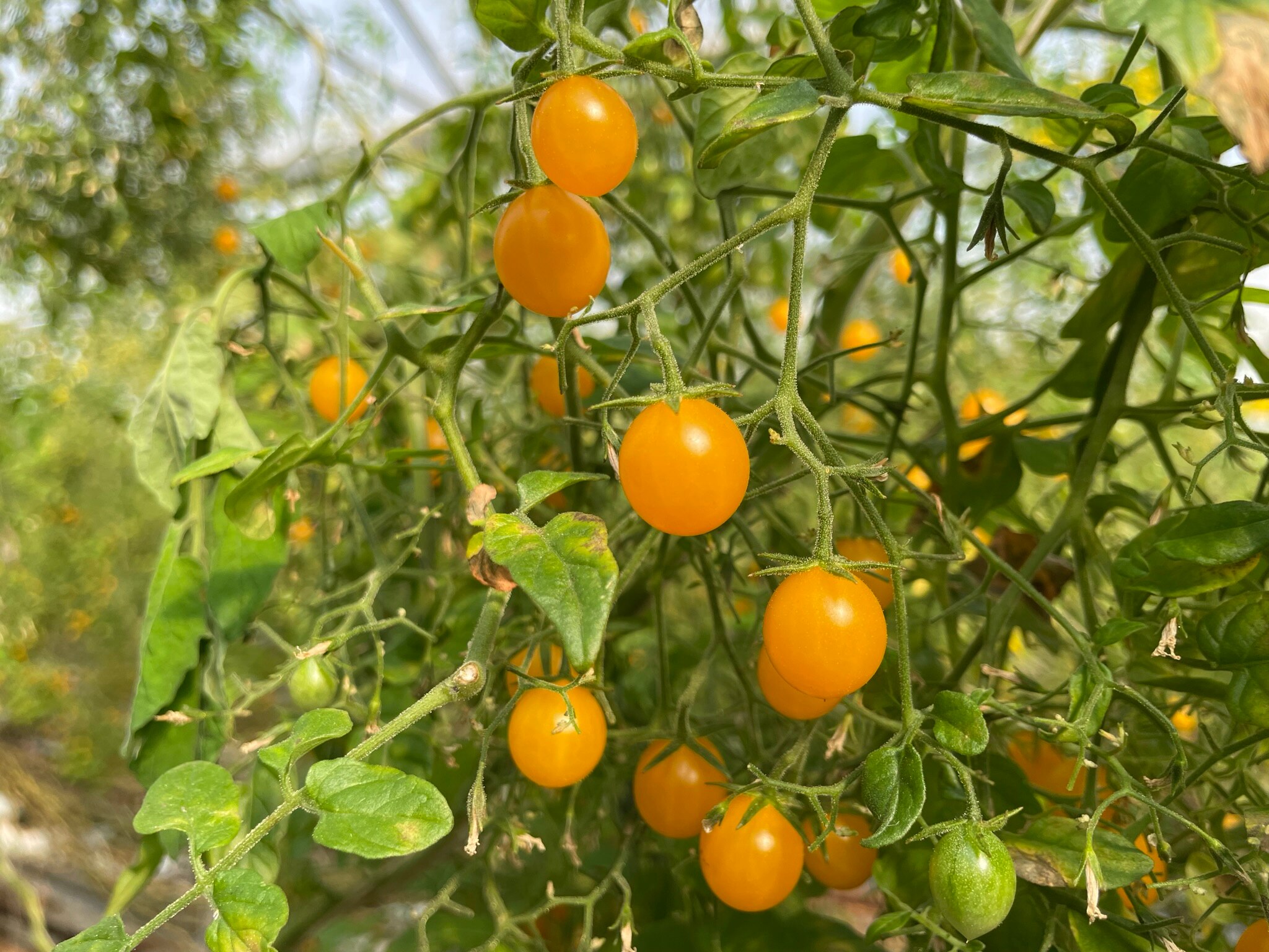 The world's tiniest tomato makes life easy for consumers but very ...