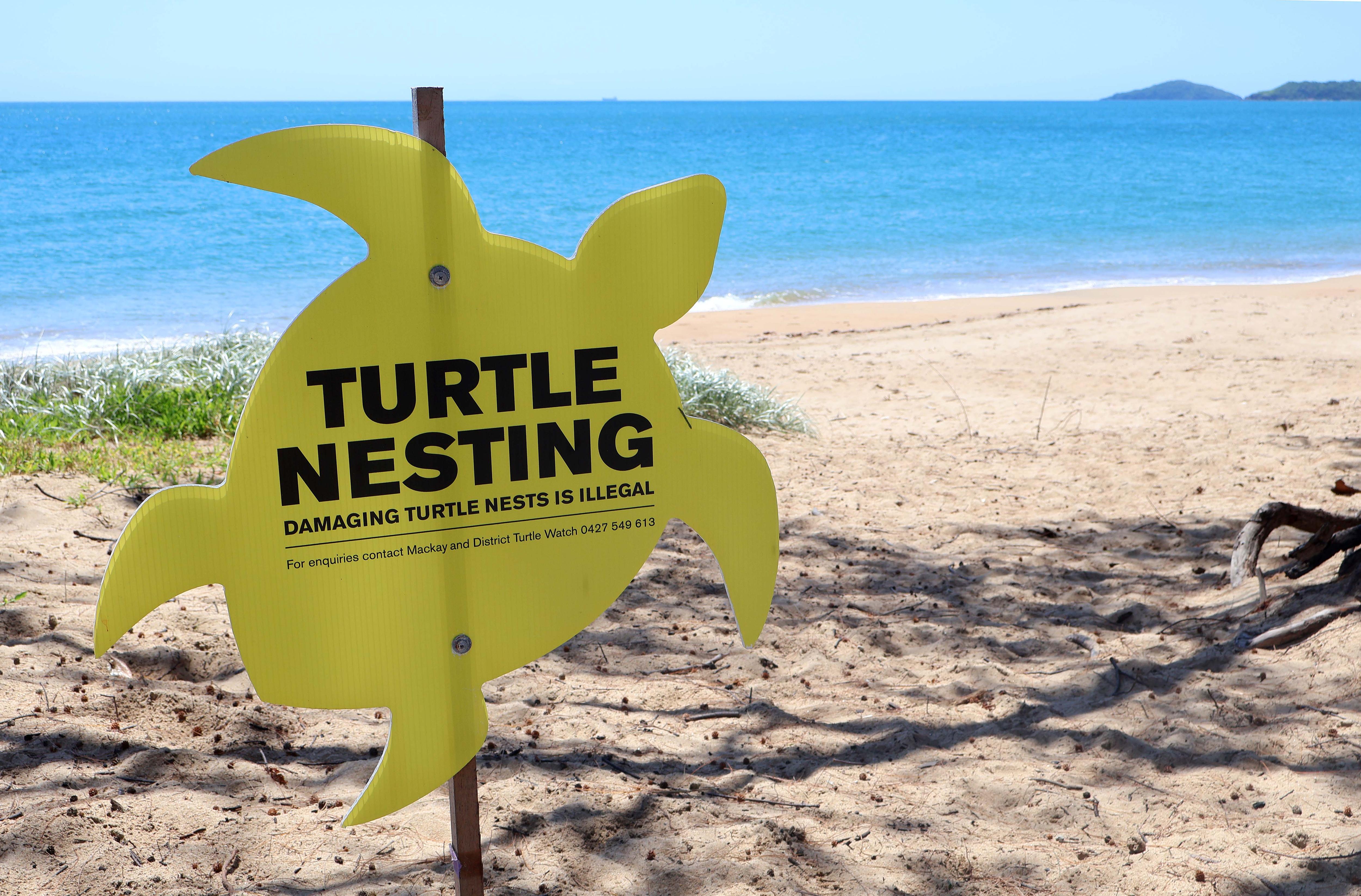 Shooting campaign to stop foxes plundering sea turtle nests on Mackay ...