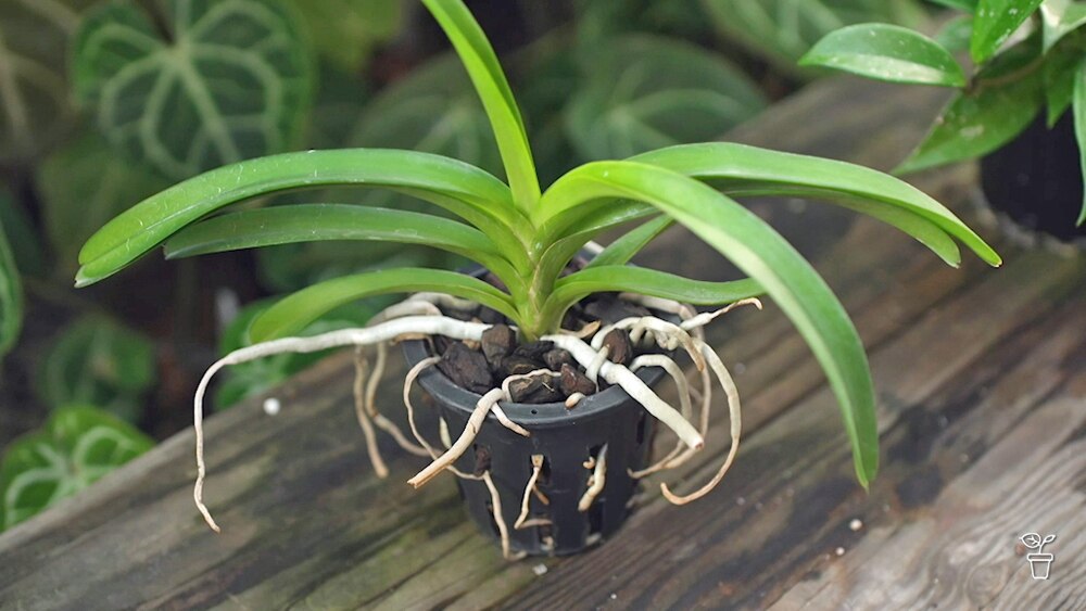 Growing Work - Gardening Australia