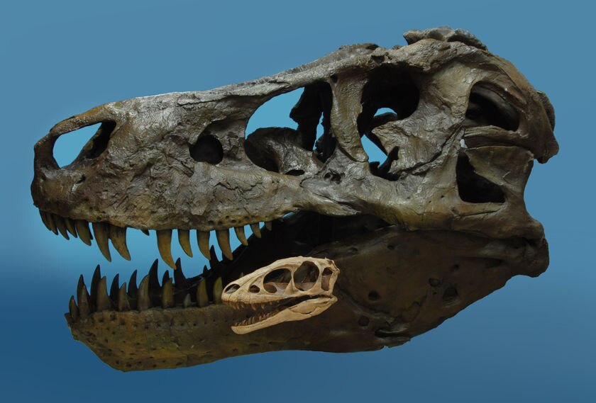 Scientists unearth Australian T rex - ABC News