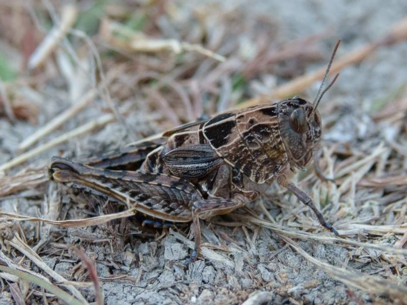 Rare grasshopper found at Mulligans Flat Nature Reserve in Canberra's ...