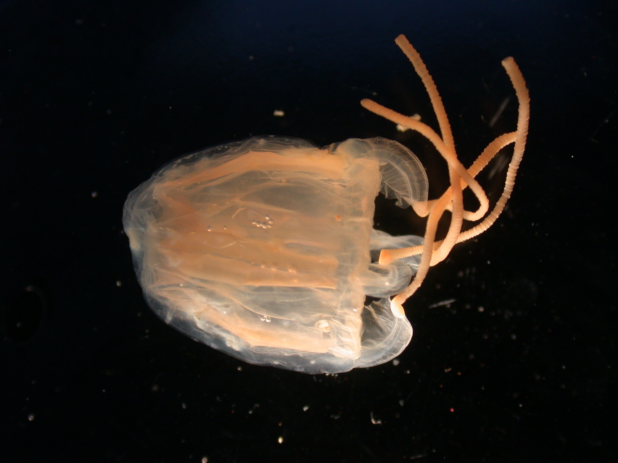 How Cairns doctor Jack Barnes discovered Irukandji jellyfish by ...