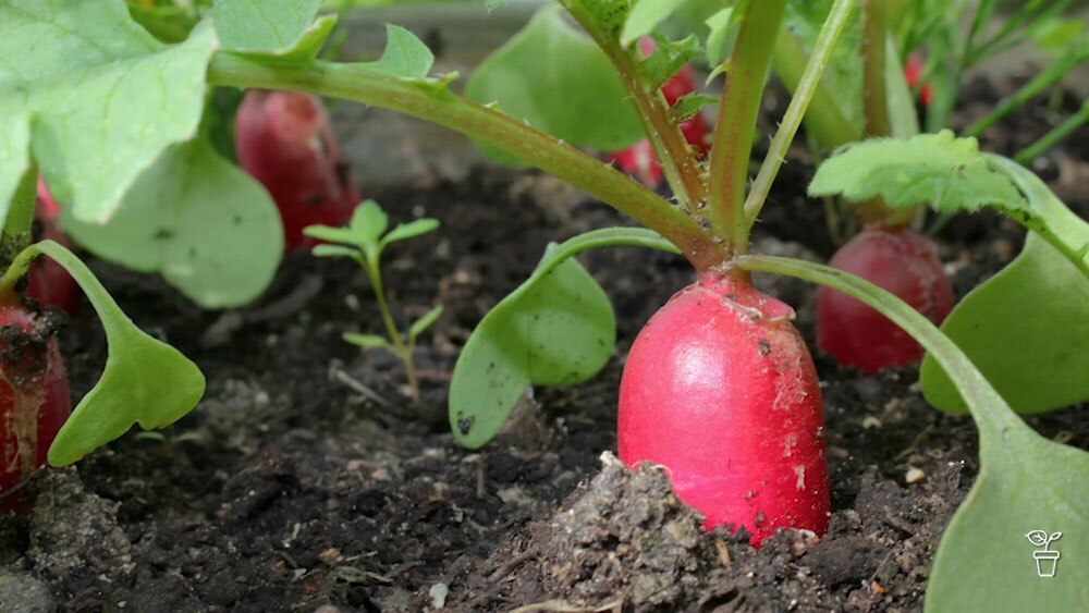 Coming Up | 6th October 2023 - Gardening Australia