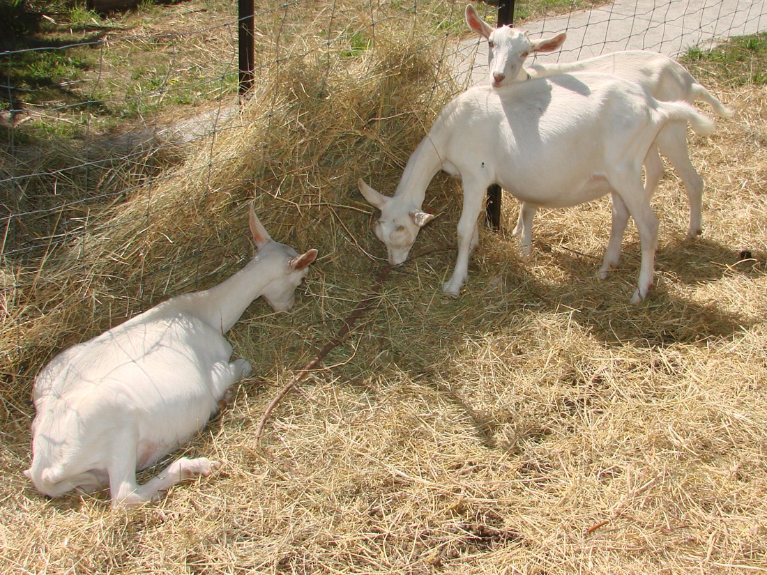 Tasmania celebrates all things 'goat' - ABC News