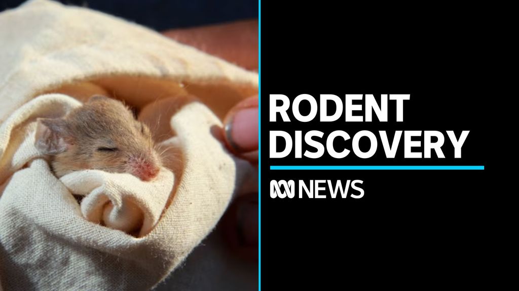 Researchers uncover first new rodent species this century - ABC News