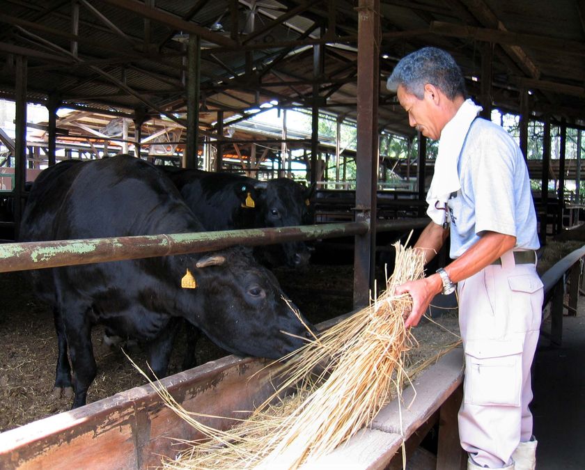 Japanese farmers divided on FTA agreement - ABC News