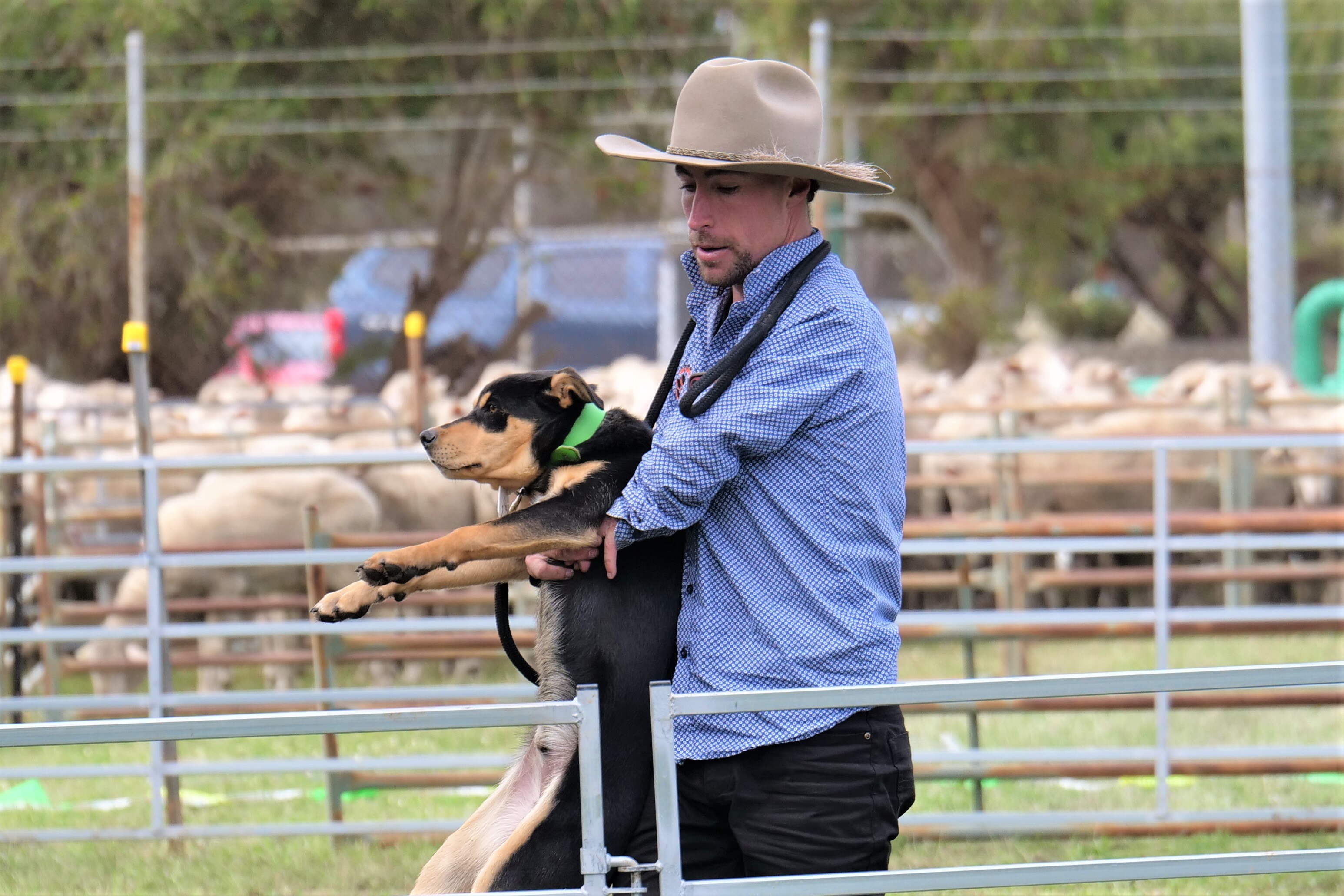 Buyers and breeders gather for rare Western Australian working dog ...