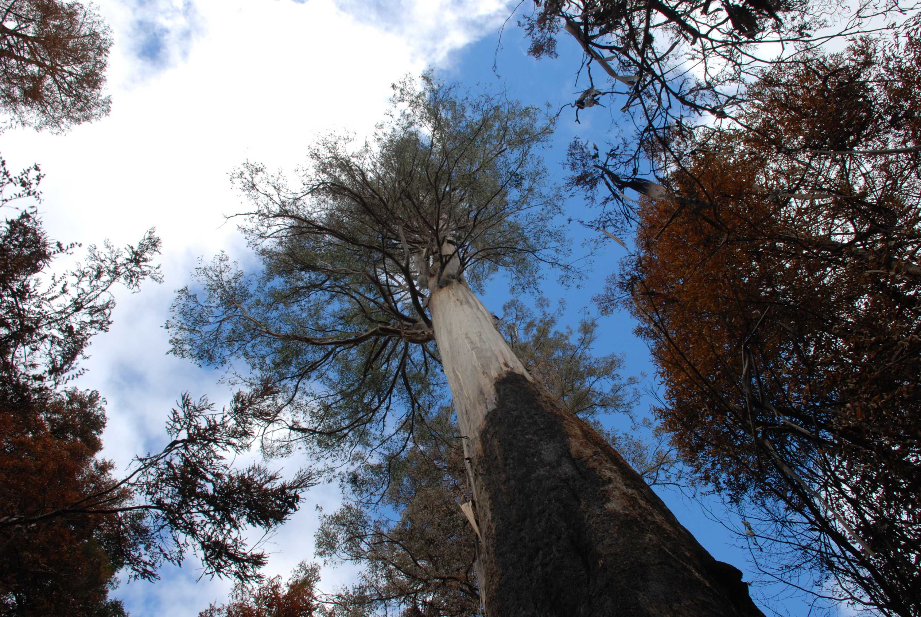 Tasmania's 100-metre tall tree survives bushfire but not without damage ...