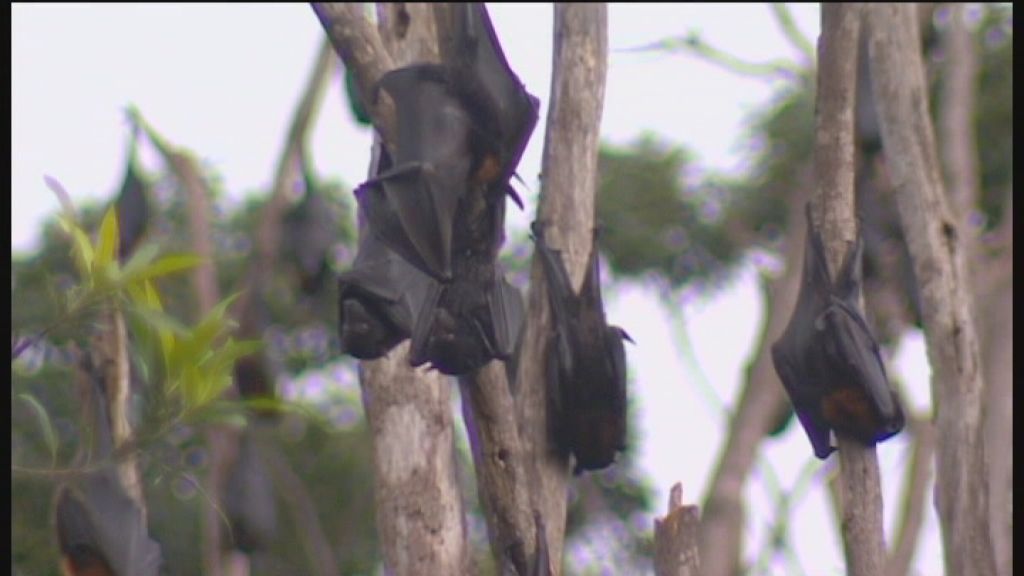 Queensland announces flying fox cull - ABC News