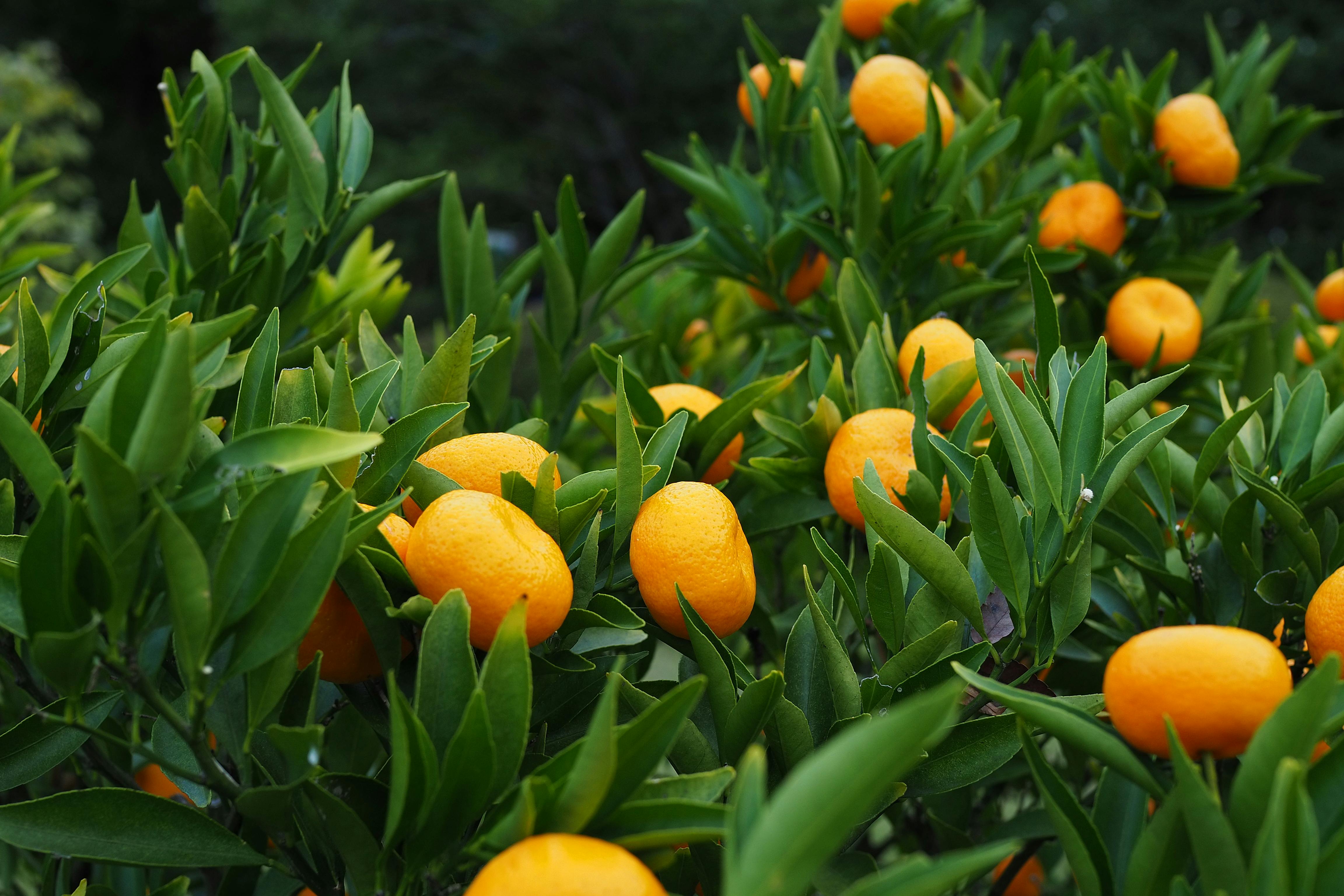 Tasmania Saturdays with Mel Bush - ABC listen