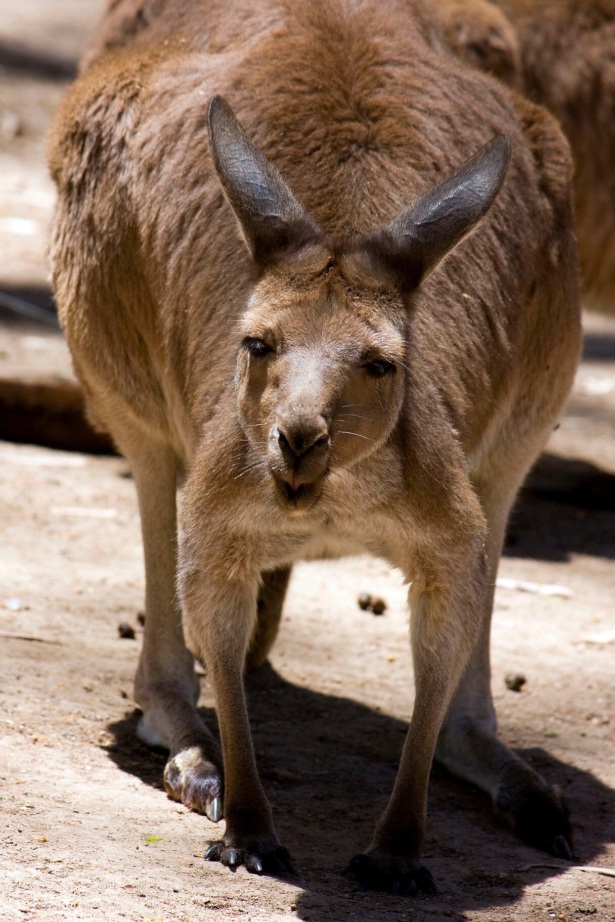 Spot on the Map - Loch Sport, Victoria - ABC listen