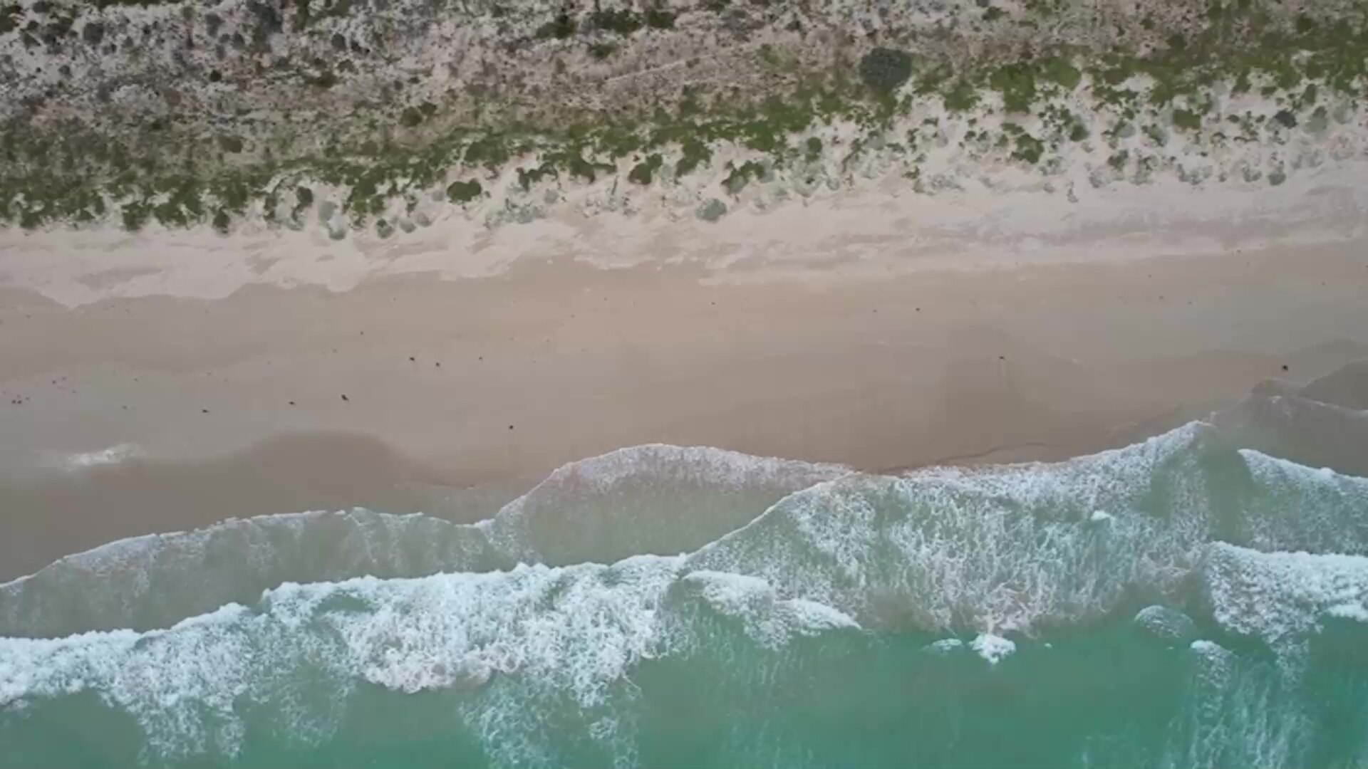 Sand dunes and coastal shrubs separate Long Swamp from the sea. - ABC News