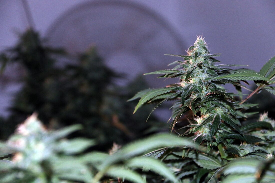 Canada running out of weed after legalising marijuana as stores report ...