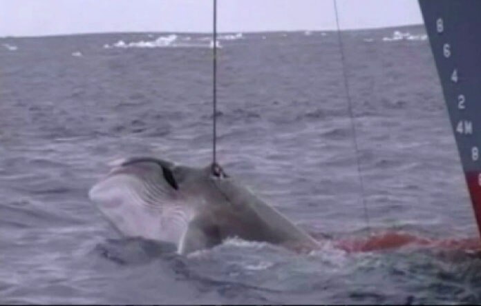 Secret Japanese whaling video released by Customs after Sea Shepherd ...